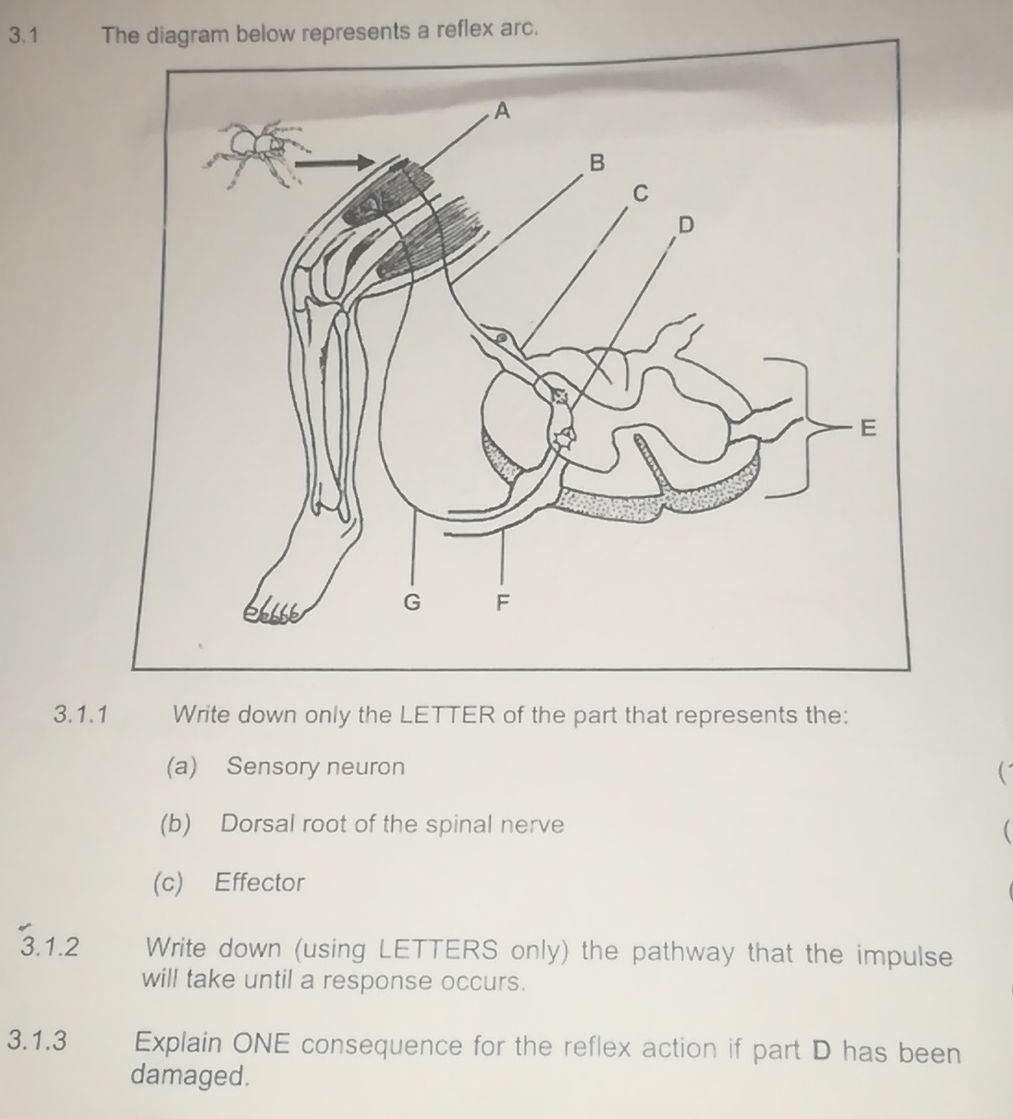 3.1 The diagram below represents a reflex | StudyX