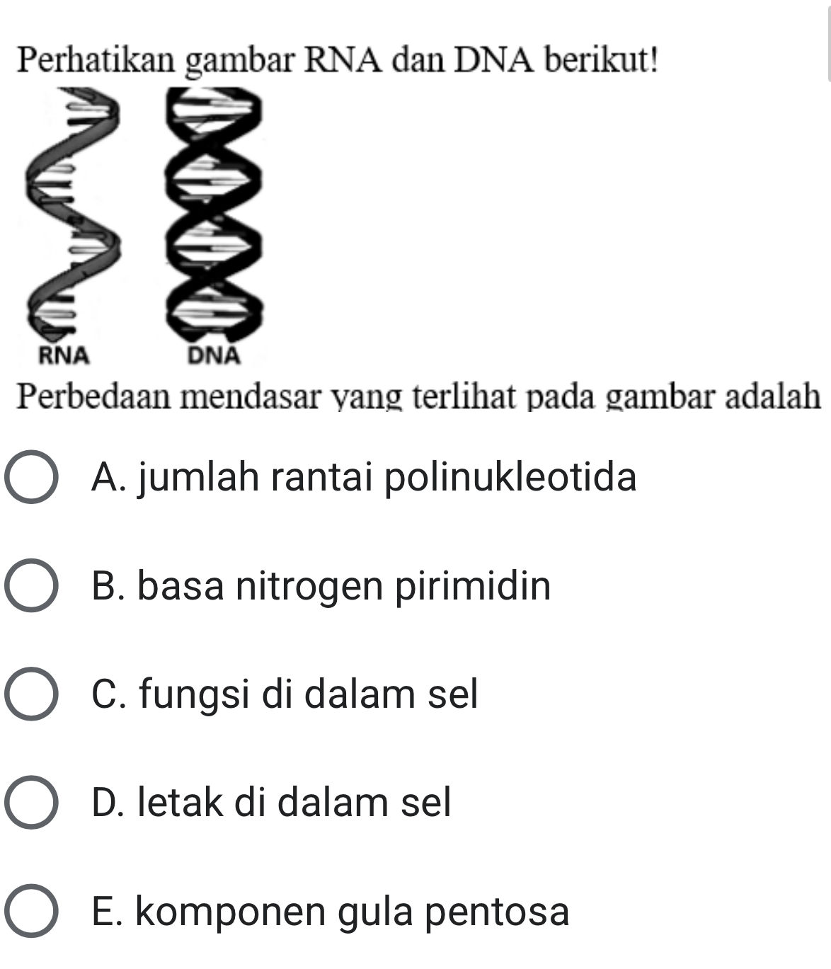 Perhatikan gambar RNA dan DNA berikut! RNA | StudyX