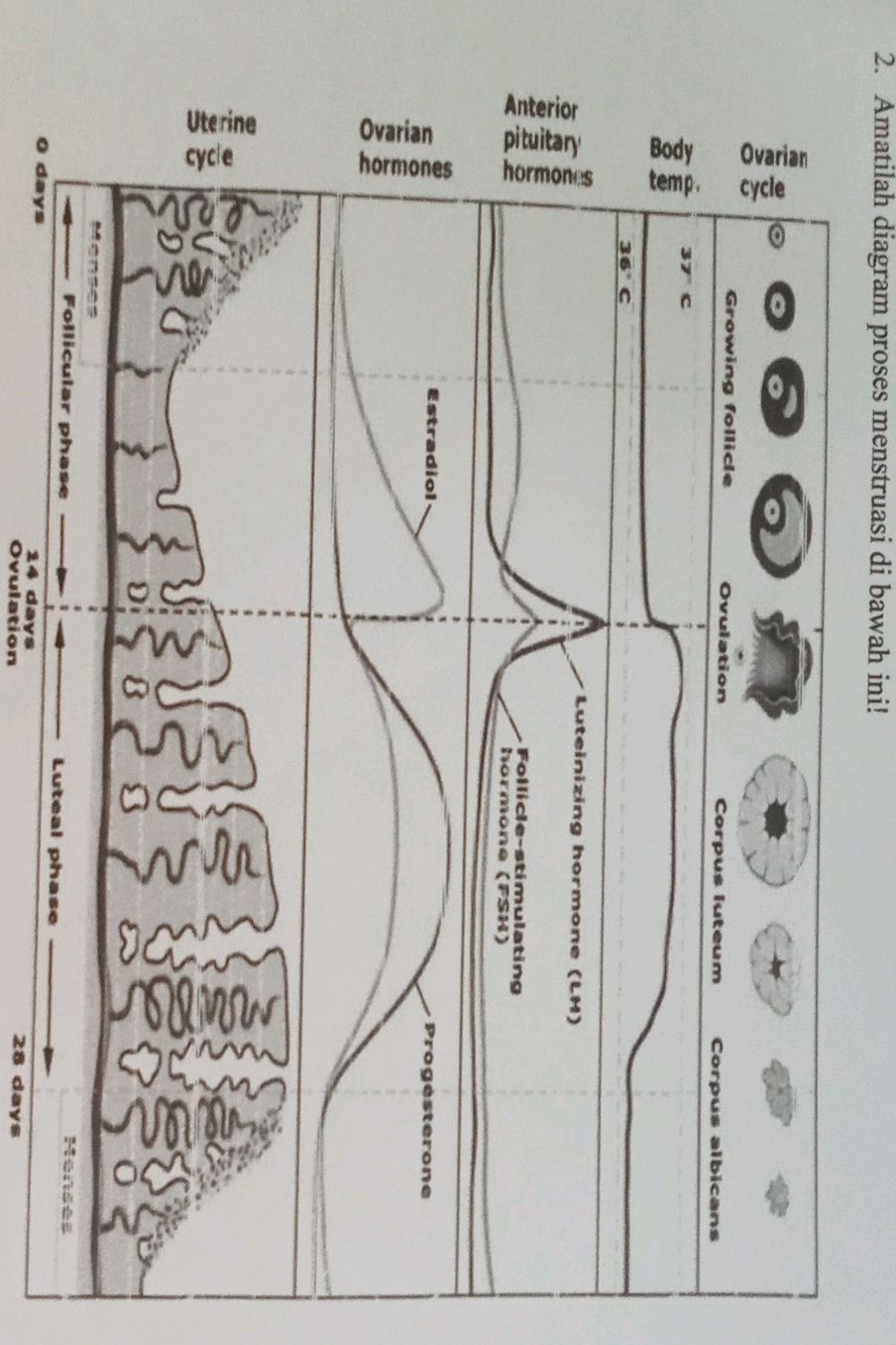 2. Amatilah diagram proses menstruasi di | StudyX