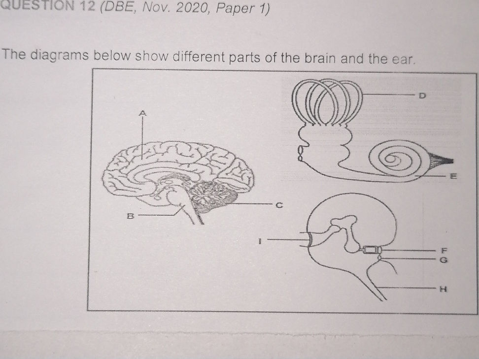 The diagrams below show different parts of | StudyX