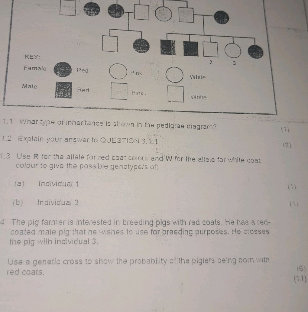 1.1 What type of inheritance is shown in the | StudyX