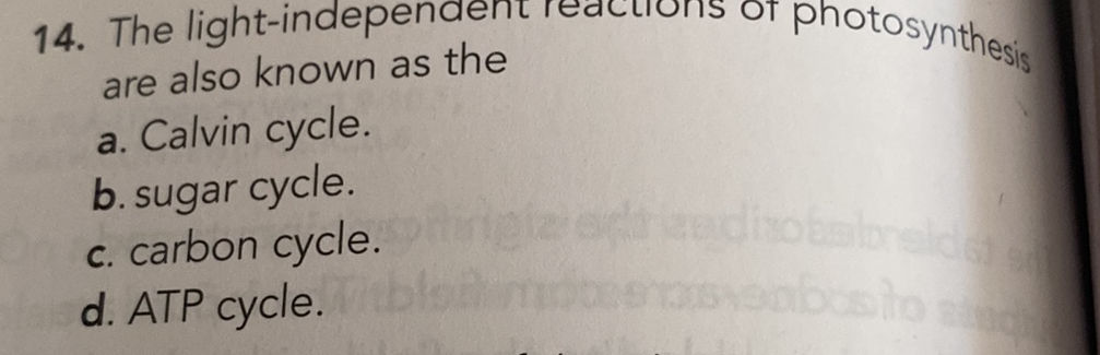 14. The light-independent reactions of | StudyX