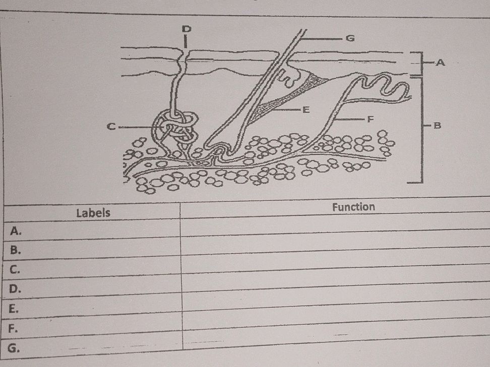 Labels | A. | | |---|---| | B. | | | C. | | StudyX