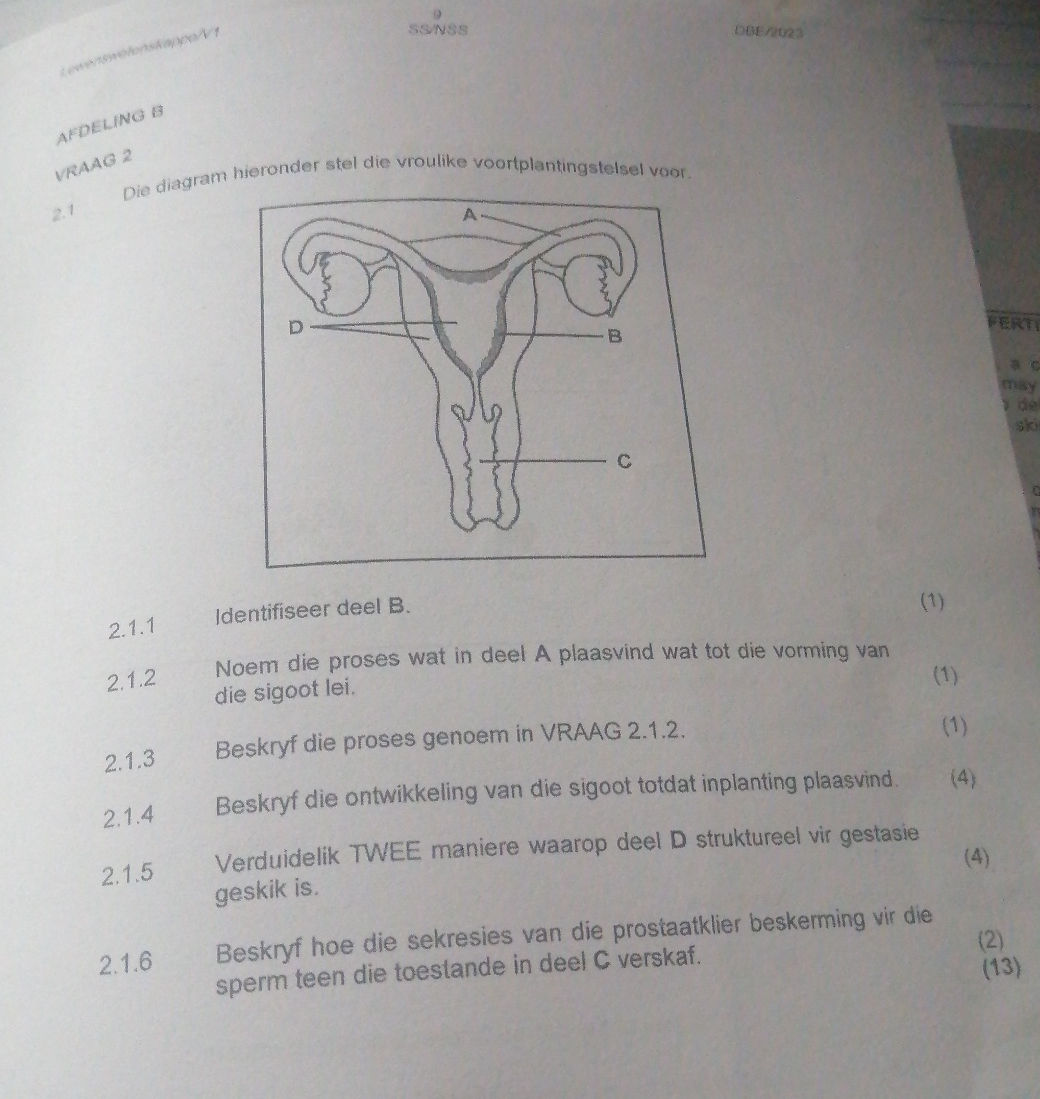 2. 1 Die diagram hieronder stel die | StudyX