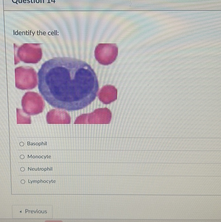 Identify the cell: * Basophil * | StudyX