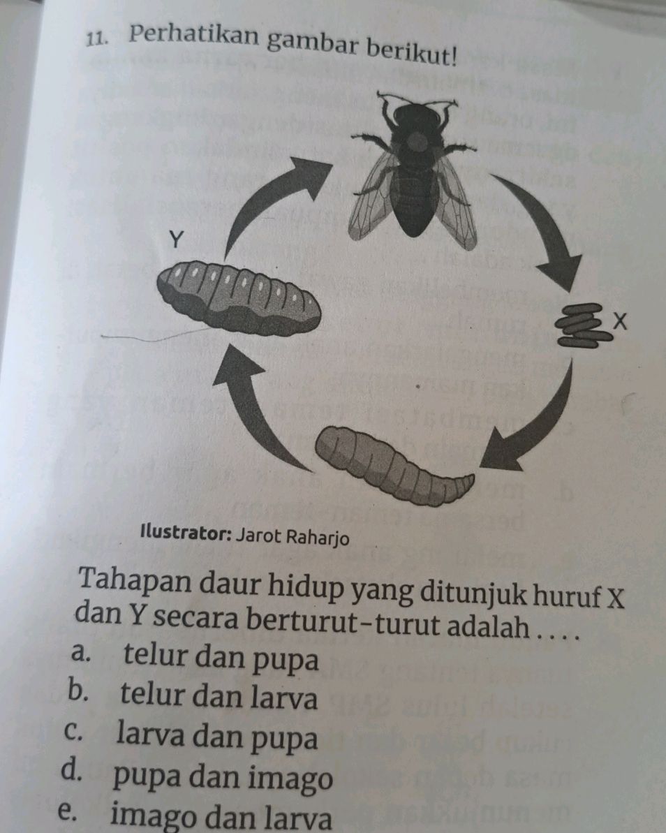 11. Perhatikan gambar berikut! Tahapan daur | StudyX
