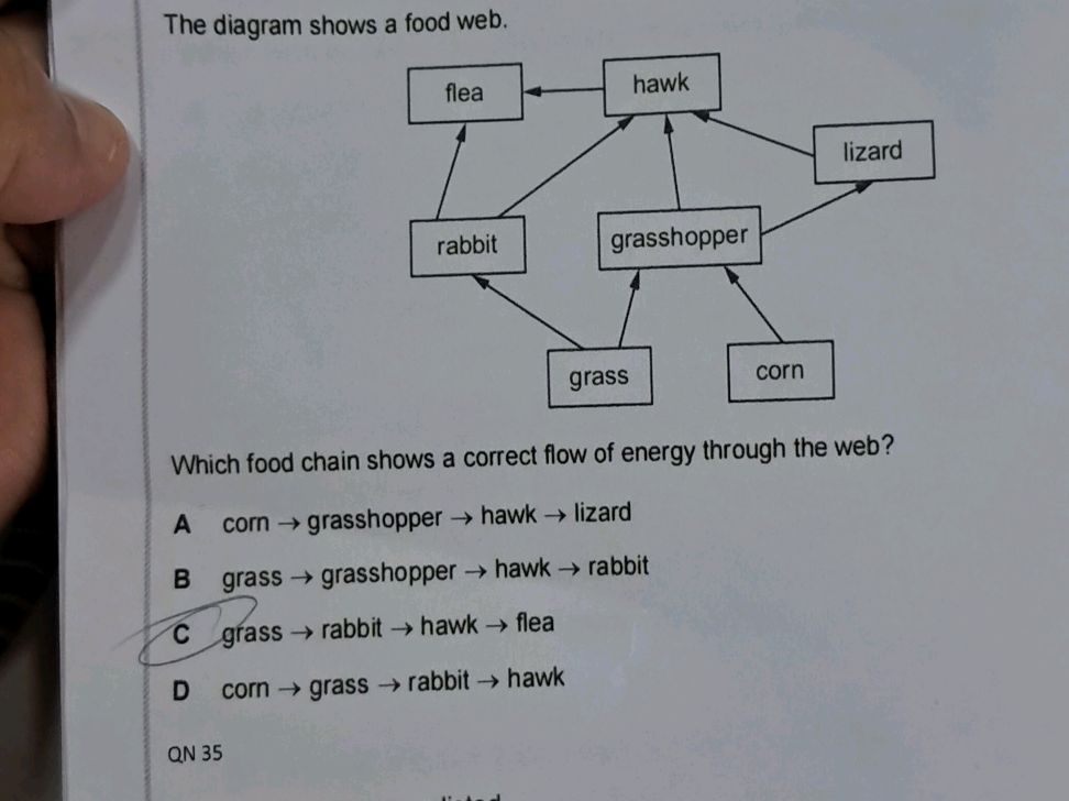 The diagram shows a food web. Which food | StudyX