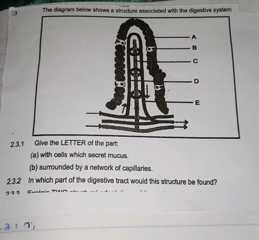The diagram below shows a structure | StudyX