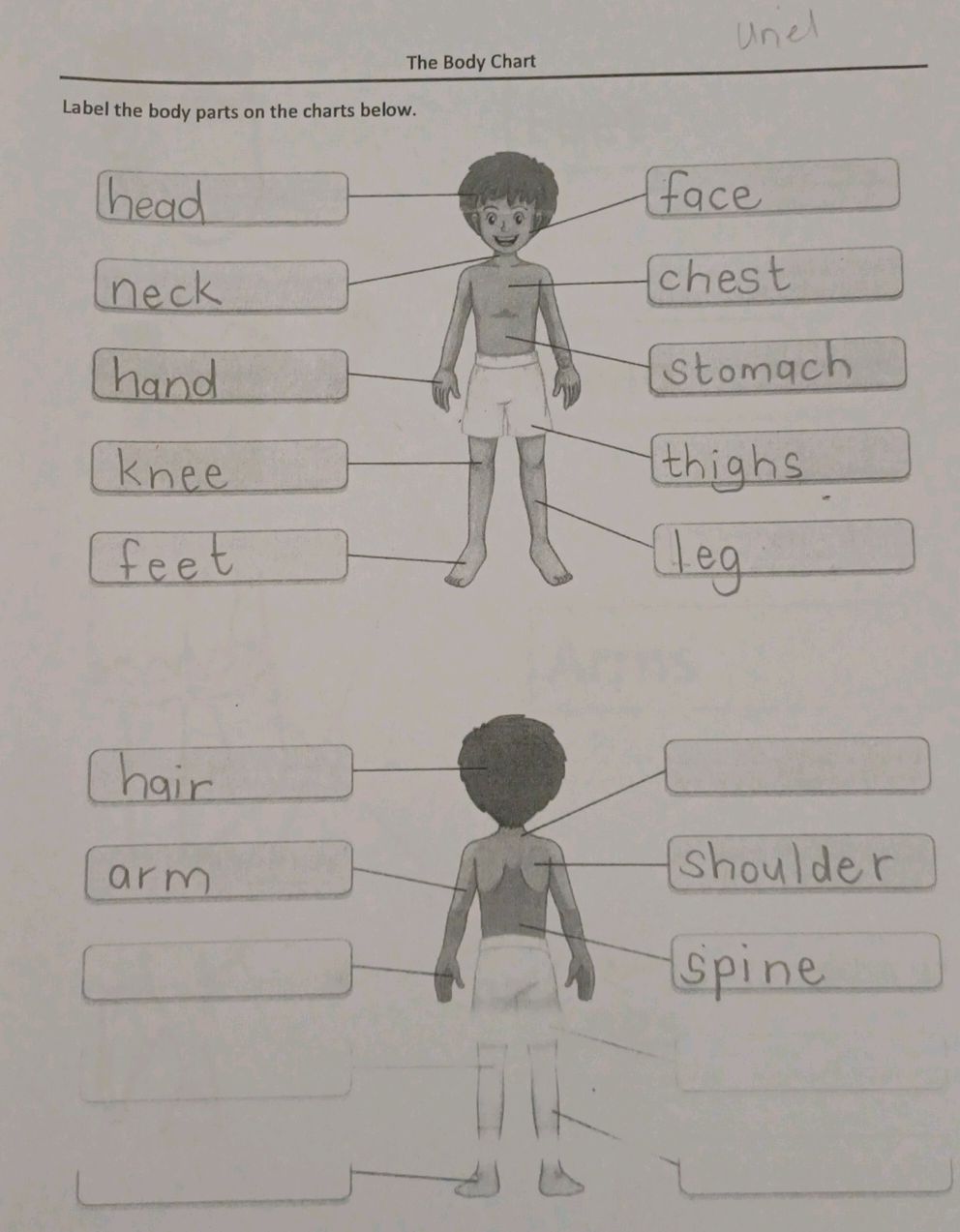 Label the body parts on the charts below. | StudyX