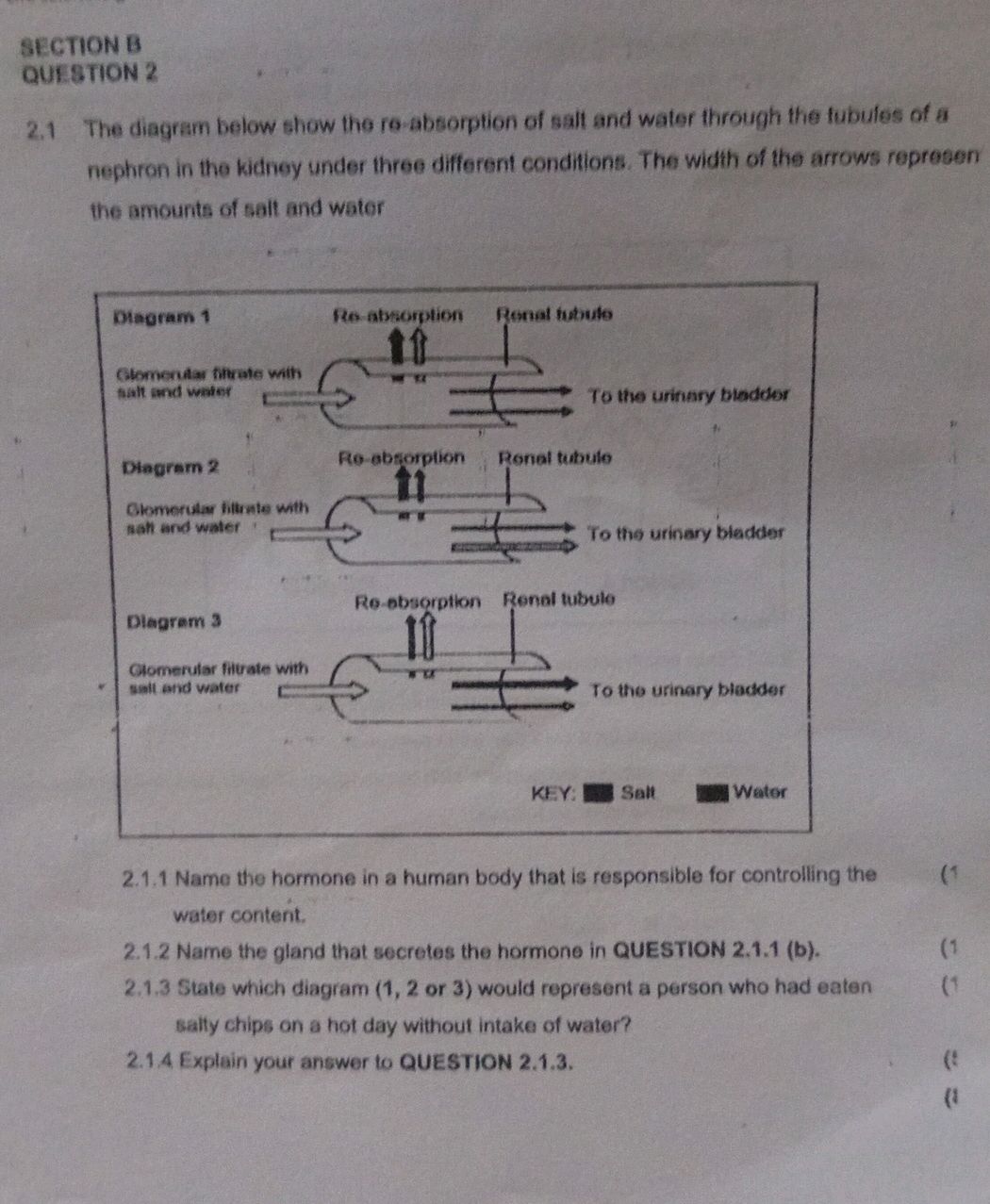 2.1 The diagram below show the re-absorption | StudyX