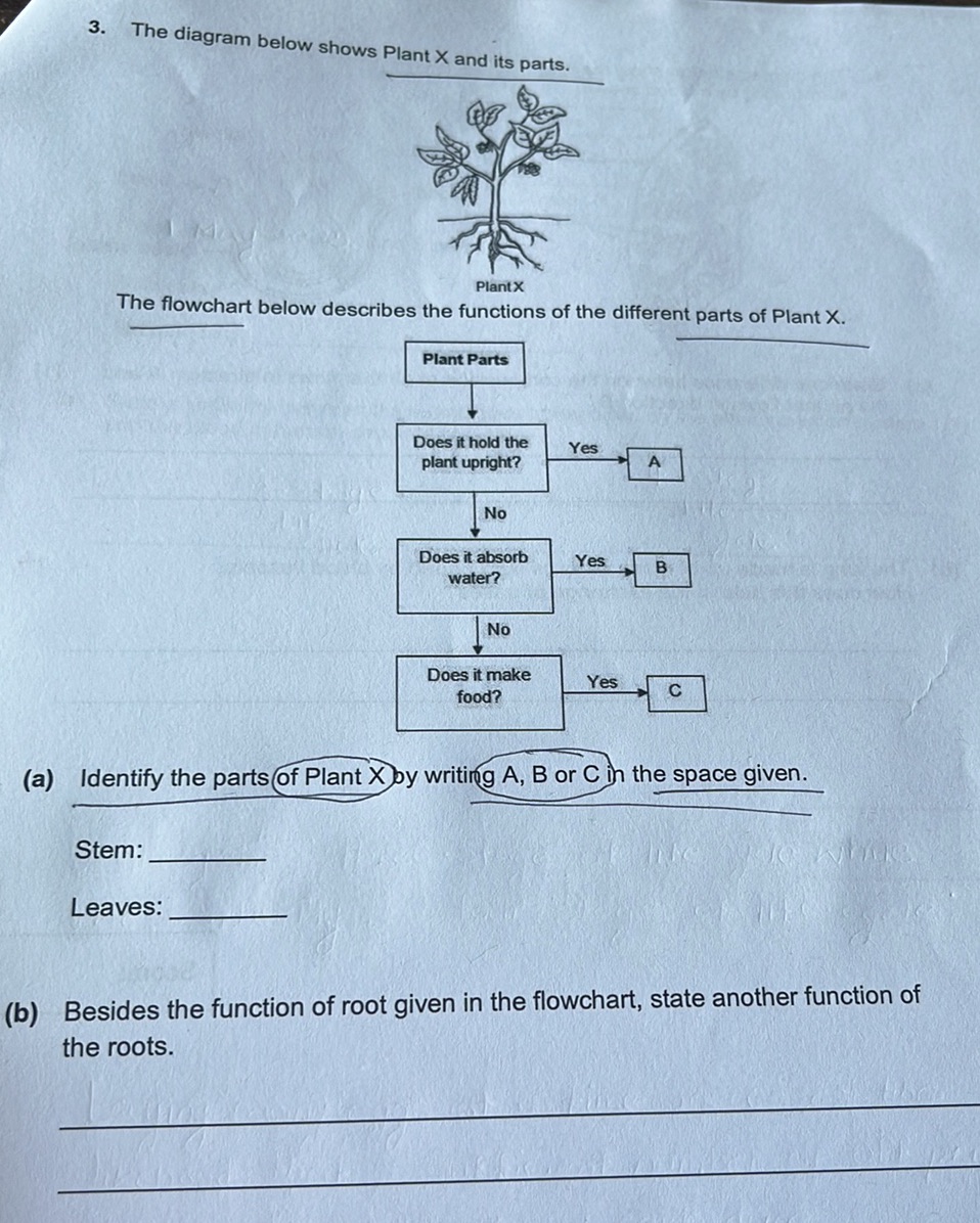 3. The diagram below shows Plant X and its | StudyX