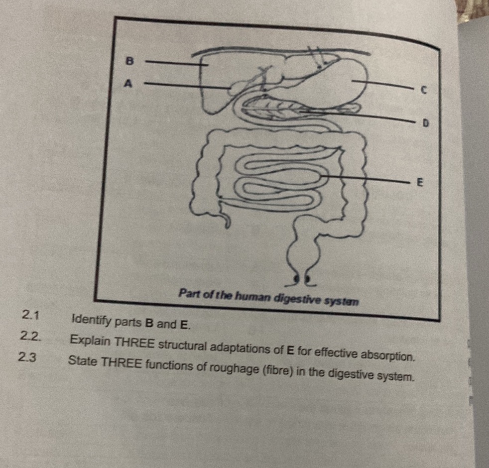 2.1 Identify parts B and E. 2.2 Explain | StudyX