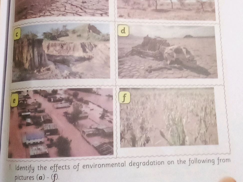 1. Identify the effects of environmental | StudyX