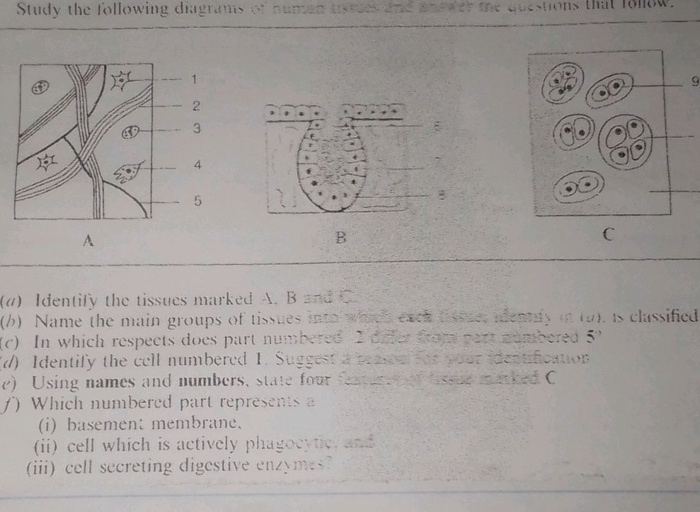 (a) Identify the tissues marked A, B and C. | StudyX