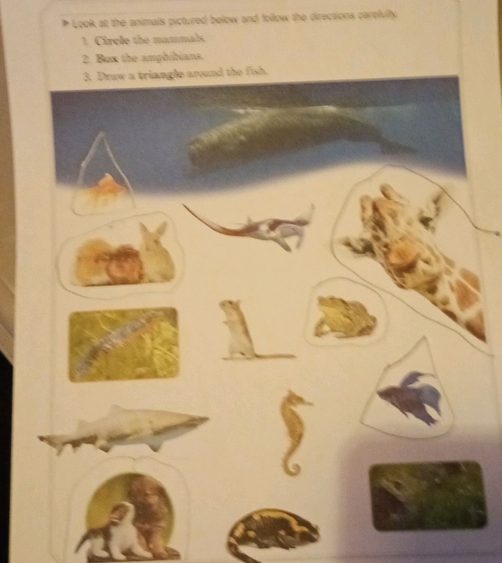 Look at the animals pictured below and | StudyX