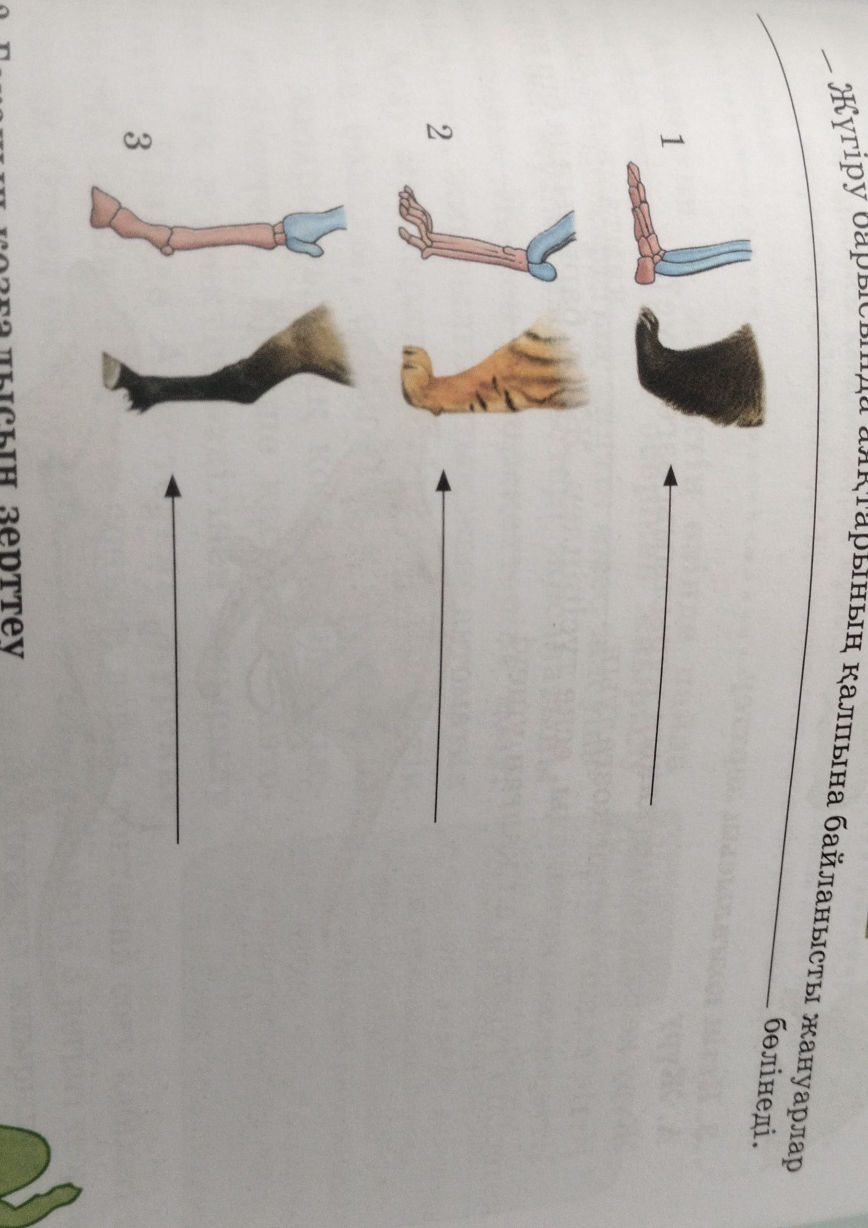 The image shows diagrams of animal limbs. | StudyX