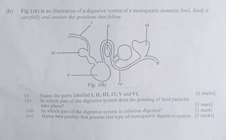 (i) Name the parts labelled I, II, III, IV, | StudyX