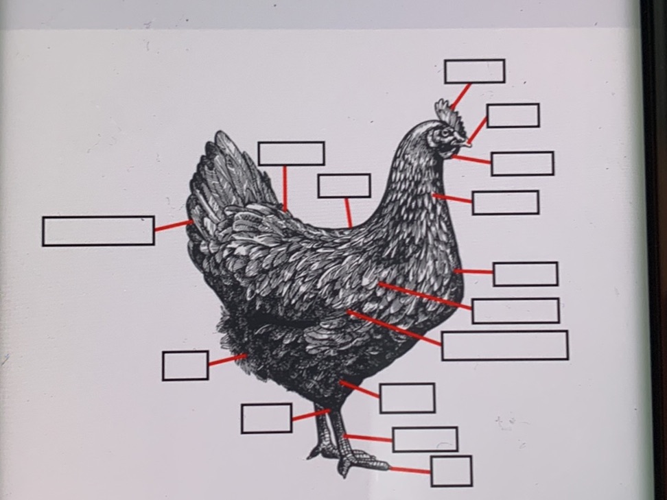 The image shows a diagram of a chicken with | StudyX
