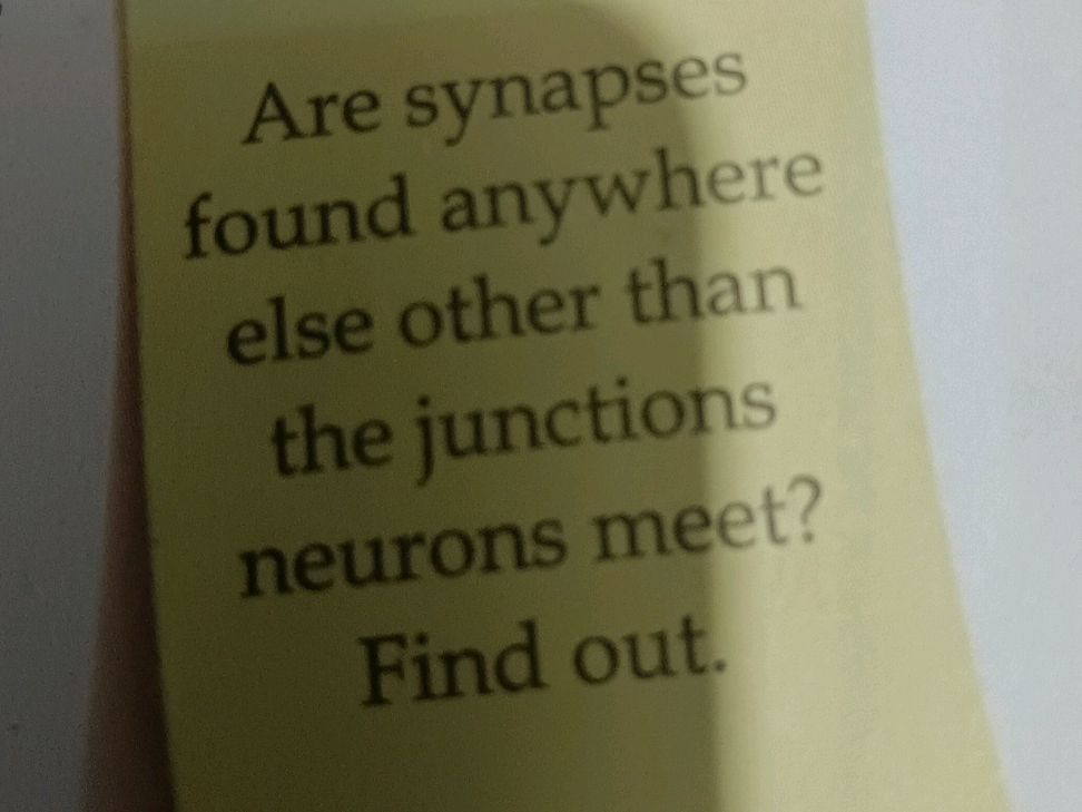 Are synapses found anywhere else other than | StudyX