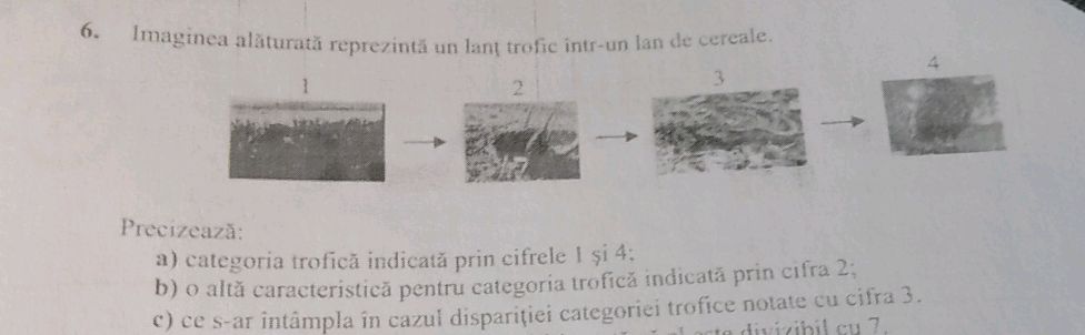 6. Imaginea alăturată reprezintă un lanț | StudyX