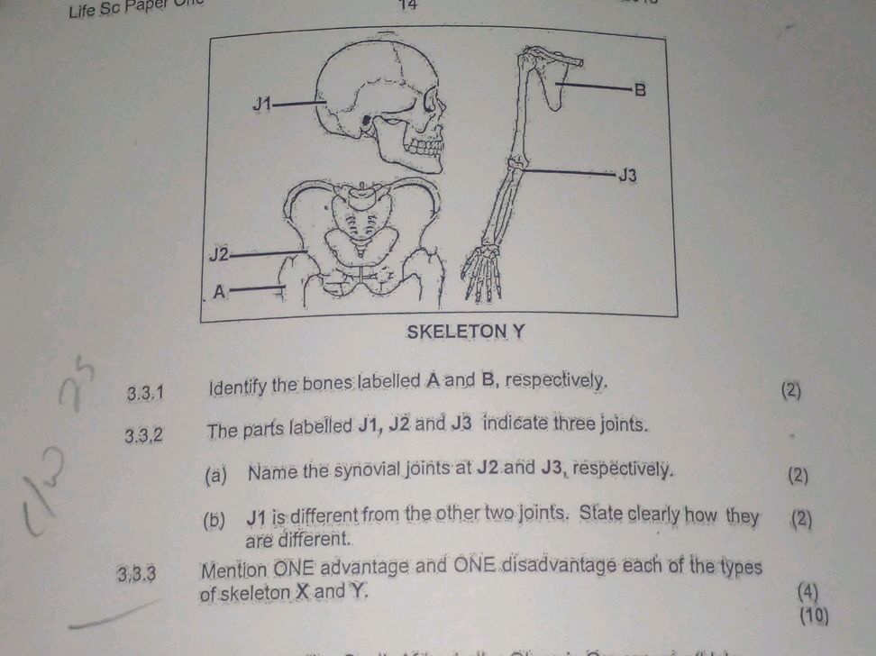 3.3.1 Identify the bones labelled A and B, | StudyX