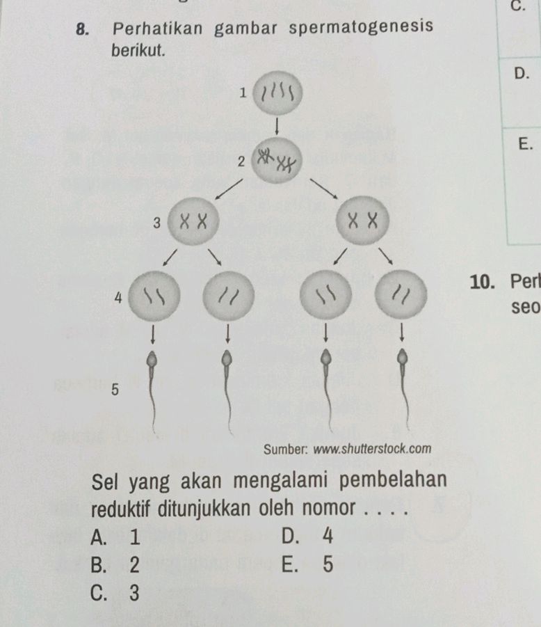 8. Perhatikan gambar spermatogenesis | StudyX