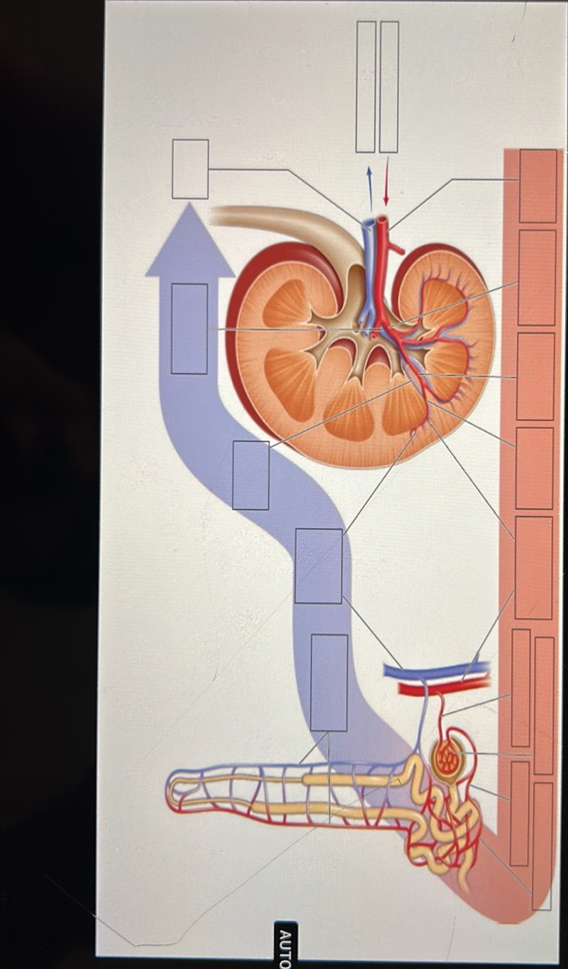 The image is a diagram of a kidney, with | StudyX