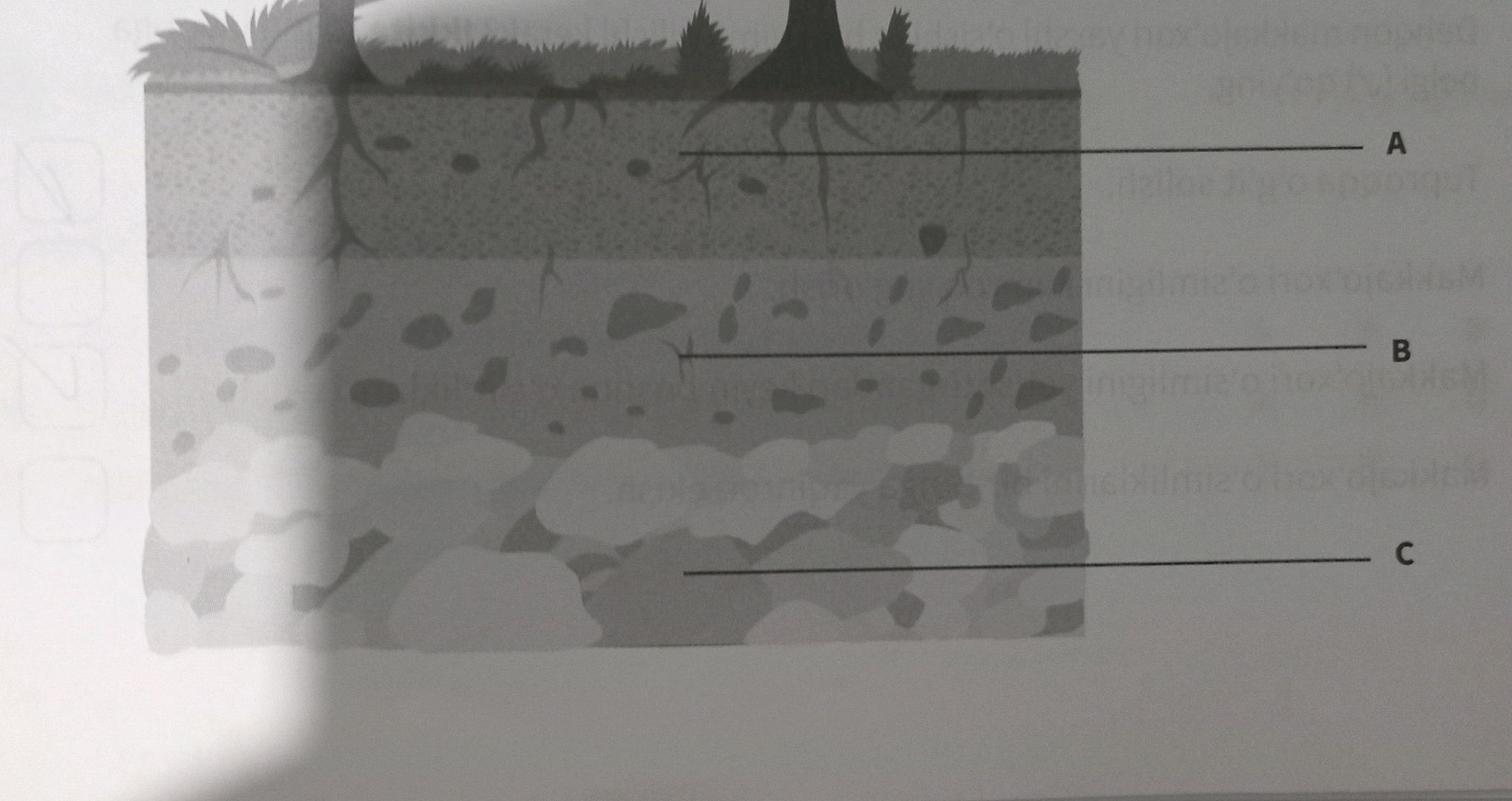 The image shows a cross-section of soil | StudyX