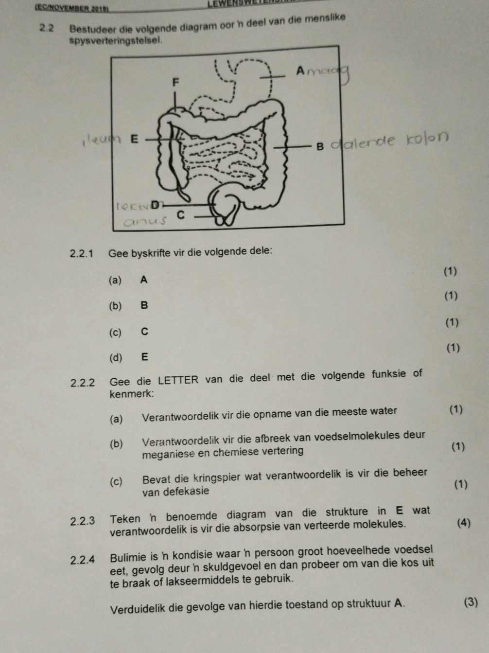 2.2 Bestudeer die volgende diagram oor 'n | StudyX