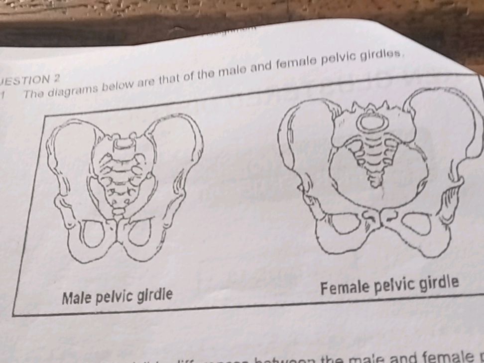The diagrams below are that of the male and | StudyX
