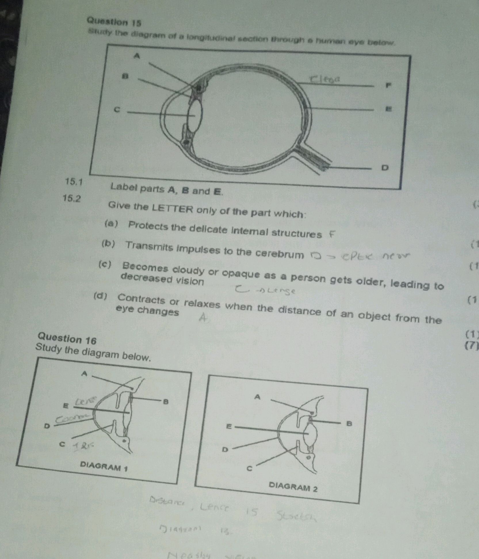 Question 15 Study the diagram of a | StudyX