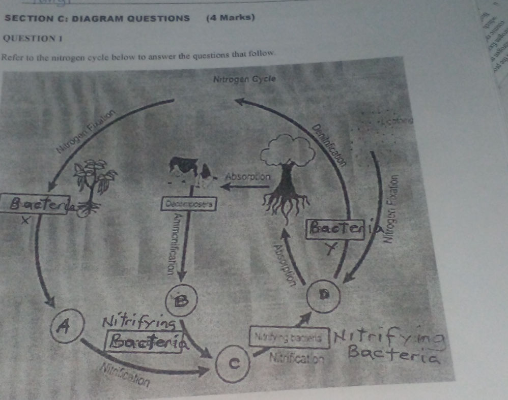 Refer to the nitrogen cycle below to answer | StudyX