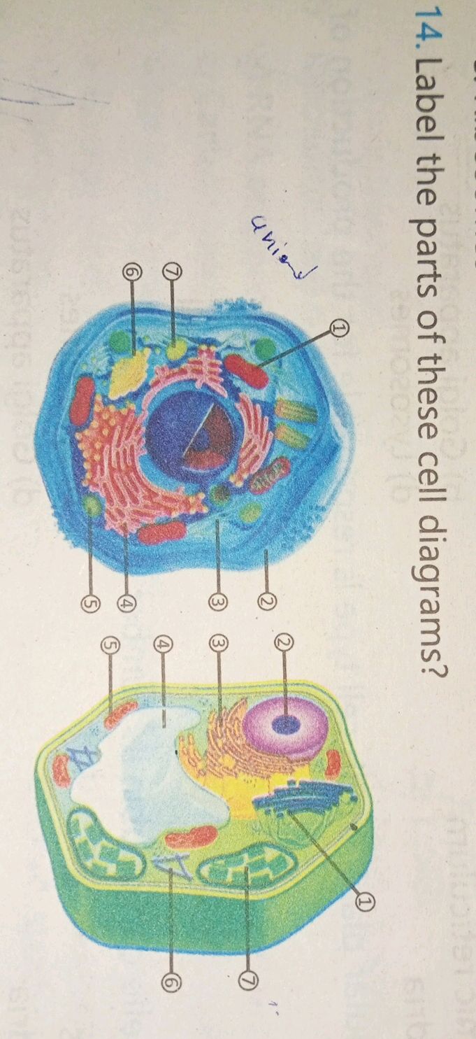 14. Label the parts of these cell diagrams? | StudyX
