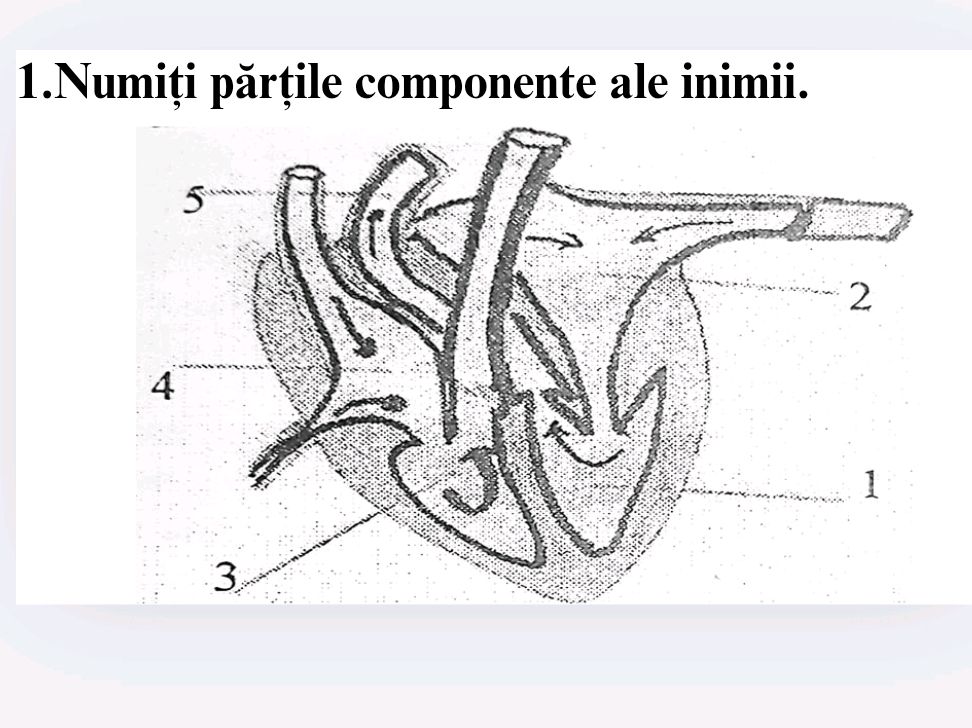 1. Numiți părțile componente ale inimii. | StudyX