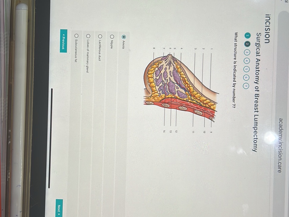 What structure is indicated by number 7? | StudyX