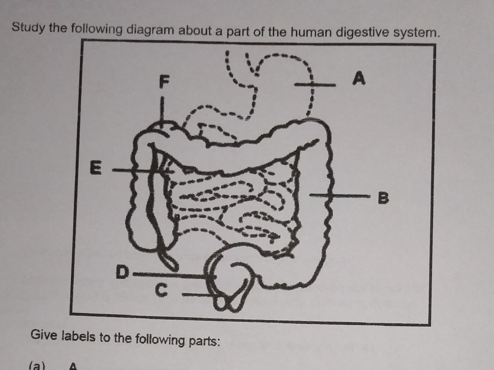Study the following diagram about a part of | StudyX
