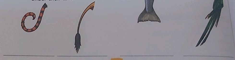 The image shows four different animal parts. | StudyX