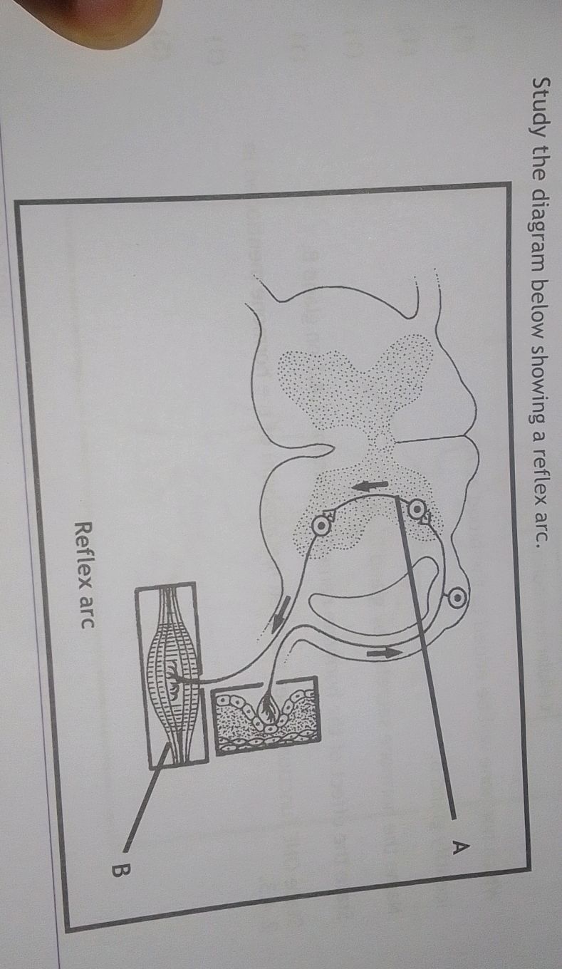Study the diagram below showing a reflex | StudyX
