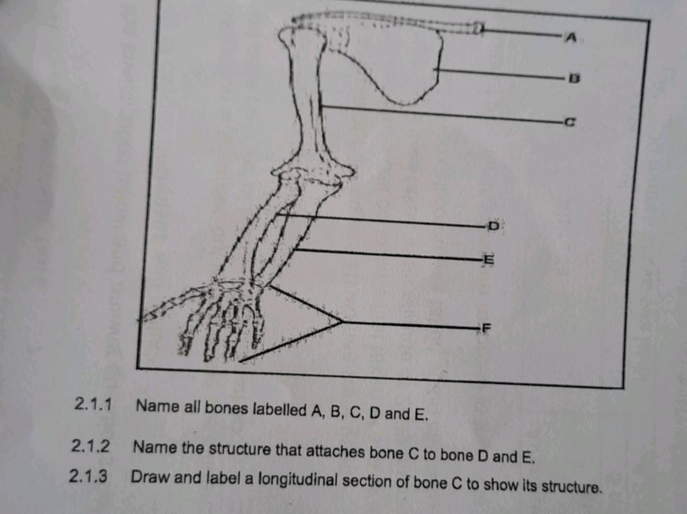 2.1.1 Name all bones labelled A, B, C, D and | StudyX