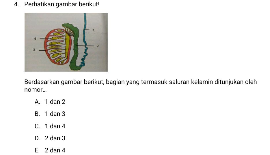 4. Perhatikan gambar berikut! Berdasarkan | StudyX