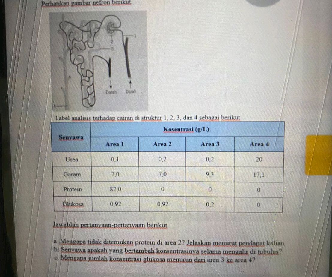 Perhatikan gambar nefron berikut. ``` | StudyX