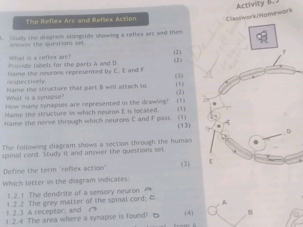 Study the diagram alongside showing a reflex | StudyX