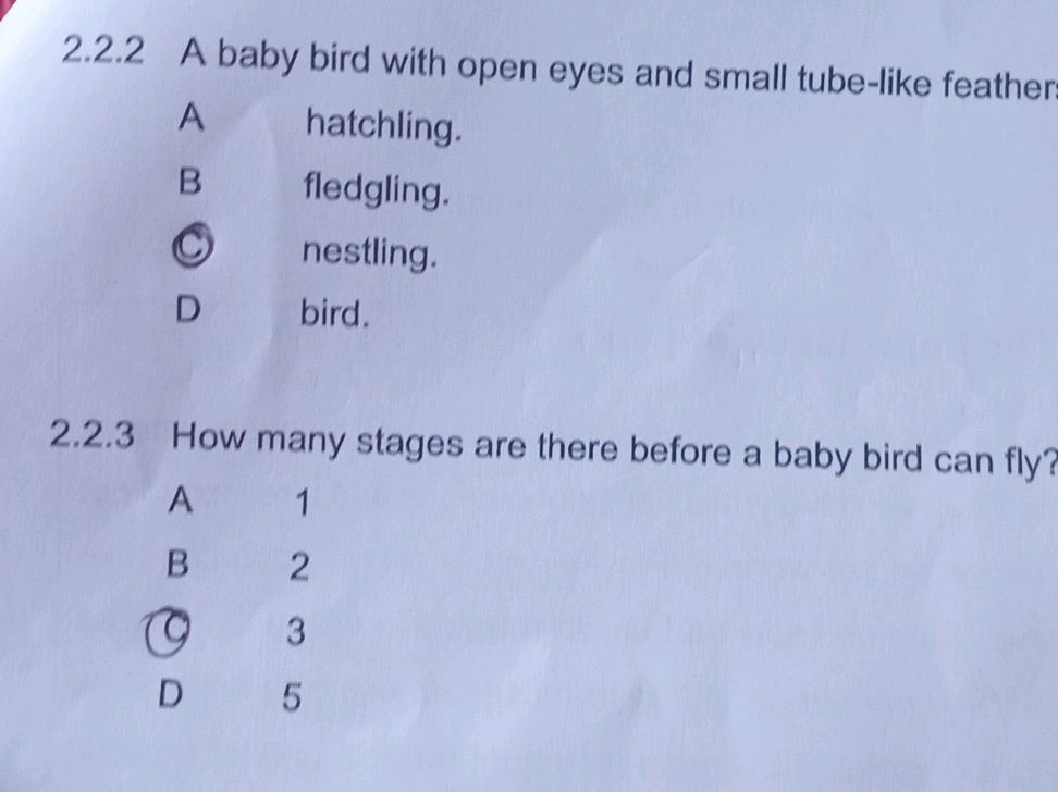 2.2.2 A baby bird with open eyes and small | StudyX