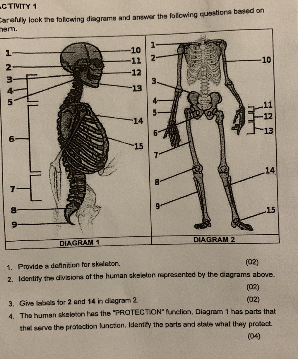 1. Provide a definition for skeleton. 2. | StudyX