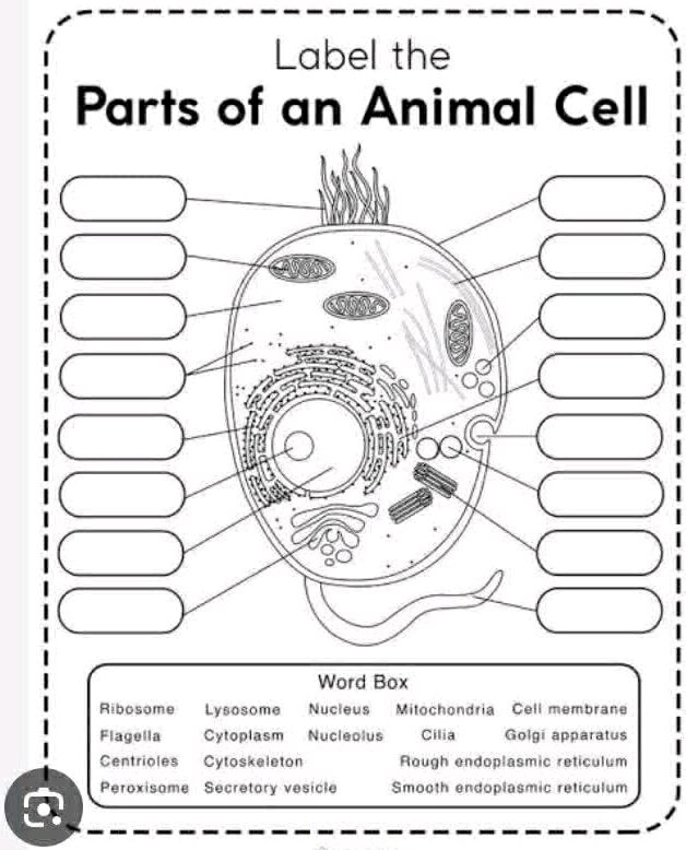 Label the Parts of an Animal Cell Word Box: | StudyX