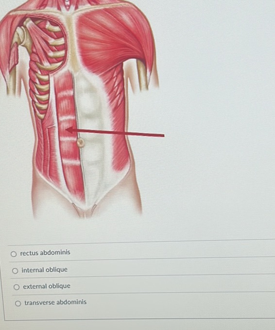 Which muscle is indicated by the arrow? | StudyX