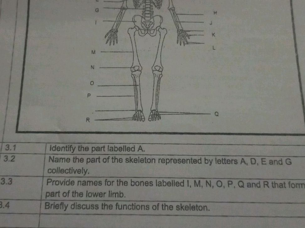 3.1 Identify the part labelled A. 3.2 Name | StudyX