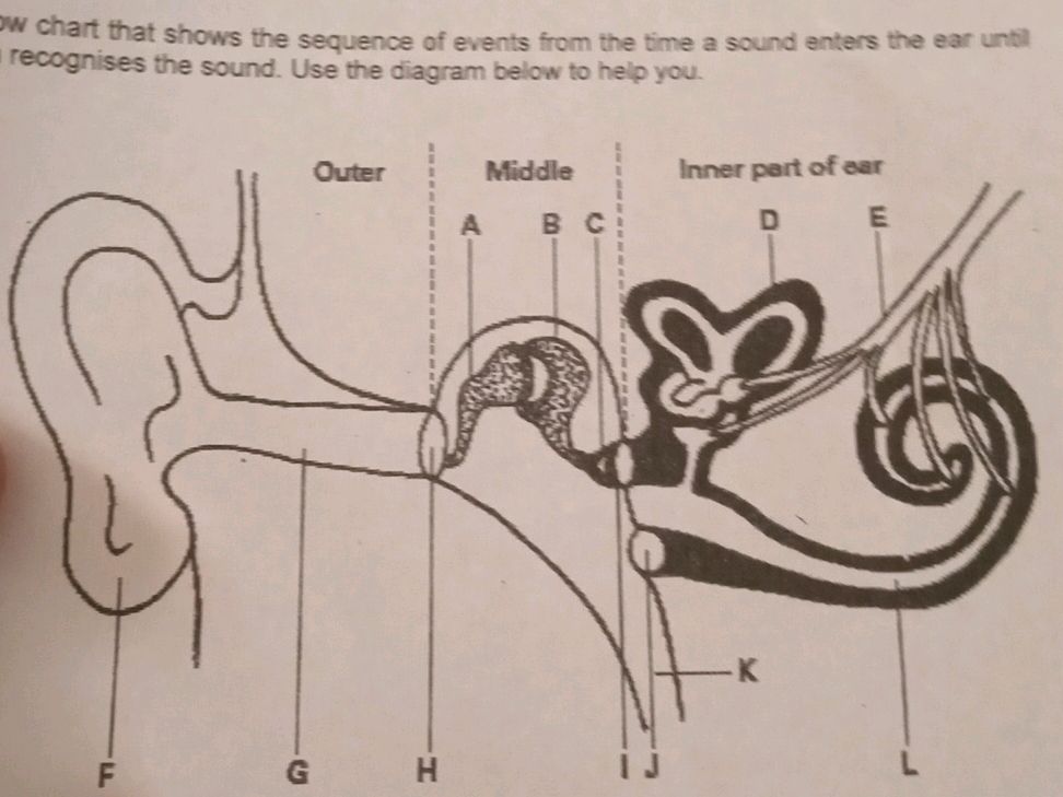 ow chart that shows the sequence of events | StudyX