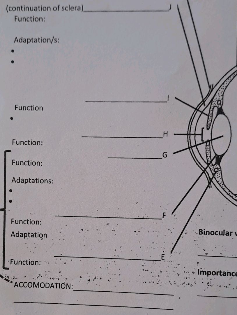 (continuation of sclera) Function: | StudyX