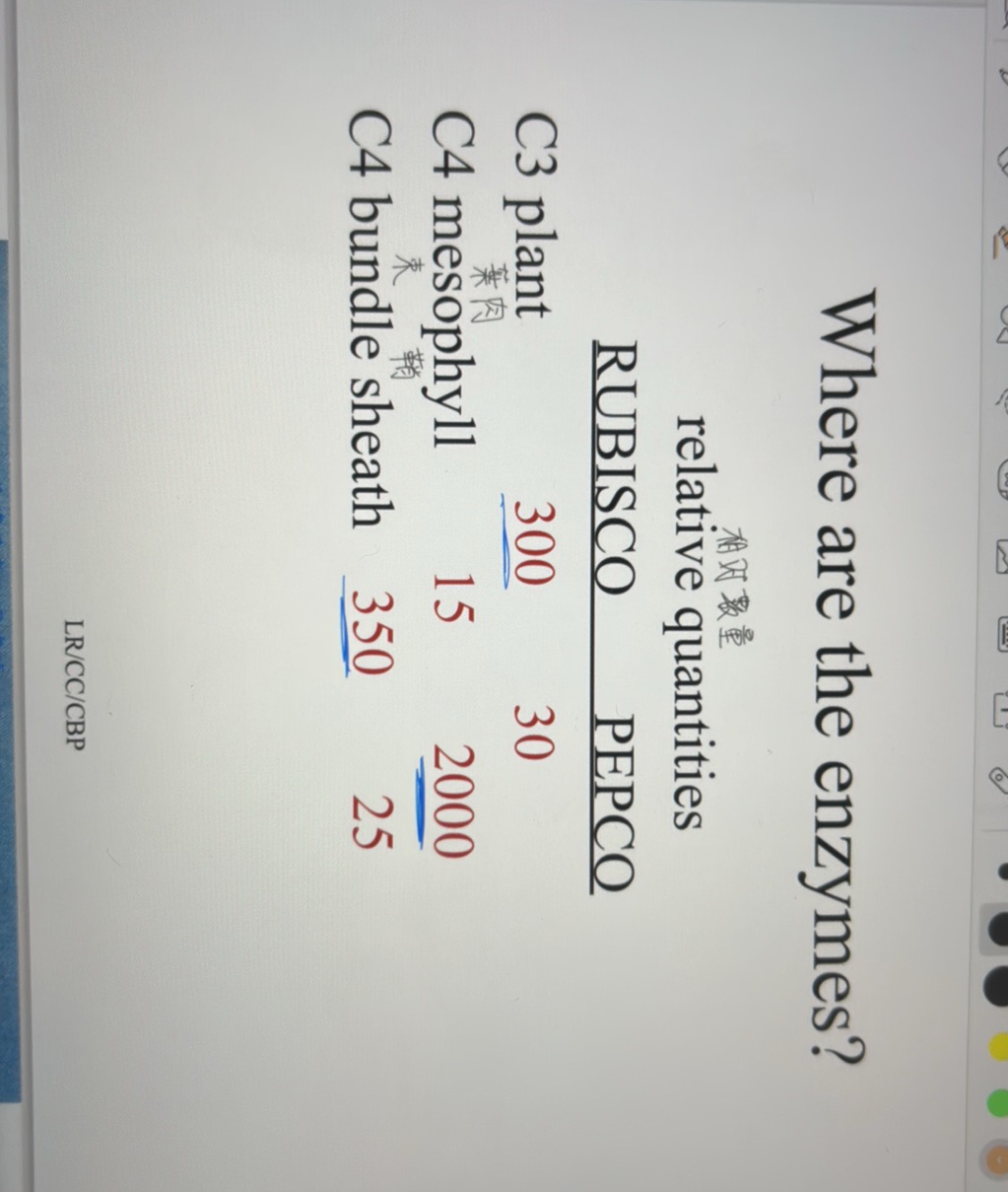 Where are the enzymes? | | RUBISCO | StudyX